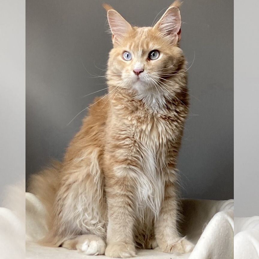 Мейн-кун, взрослая кошка