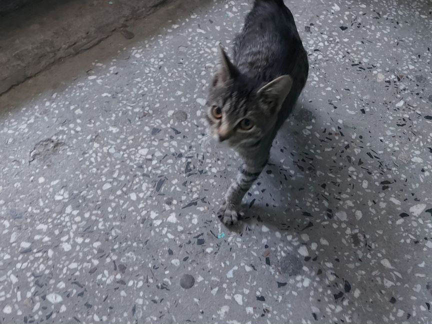 Котёнок сидит в подъезде