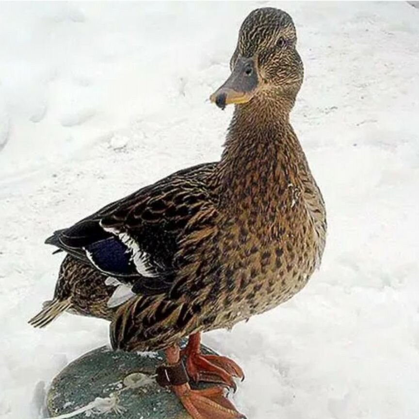 Подсадные утки