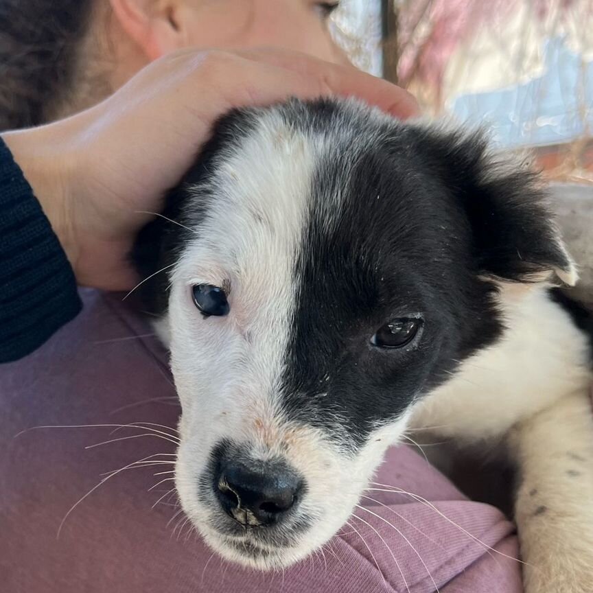 Щенок в добрые руки