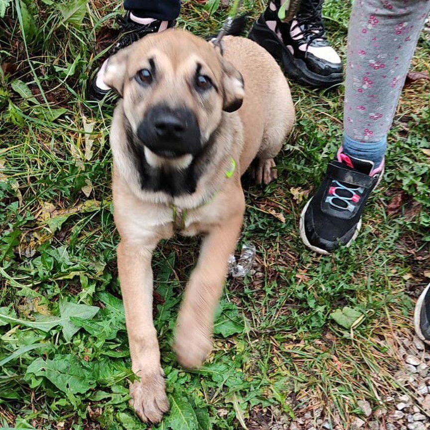 Анатолийская овчарка, кангал щенок