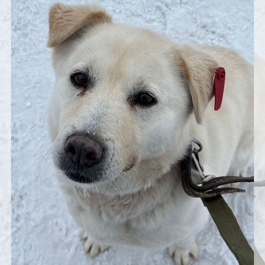 Взрослая собака в добрые руки