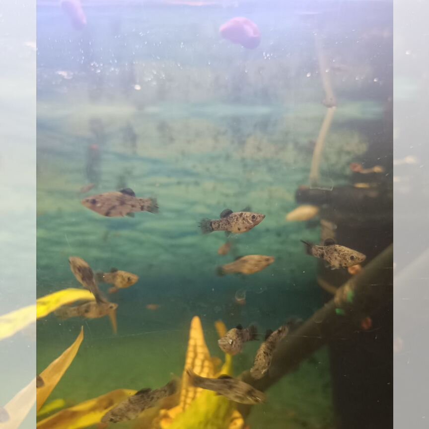 Рыбки моллинезии