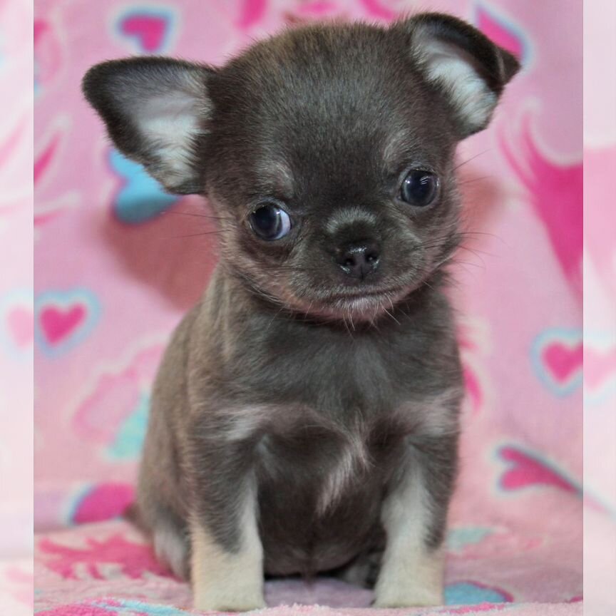 Чихуахуа, щенок