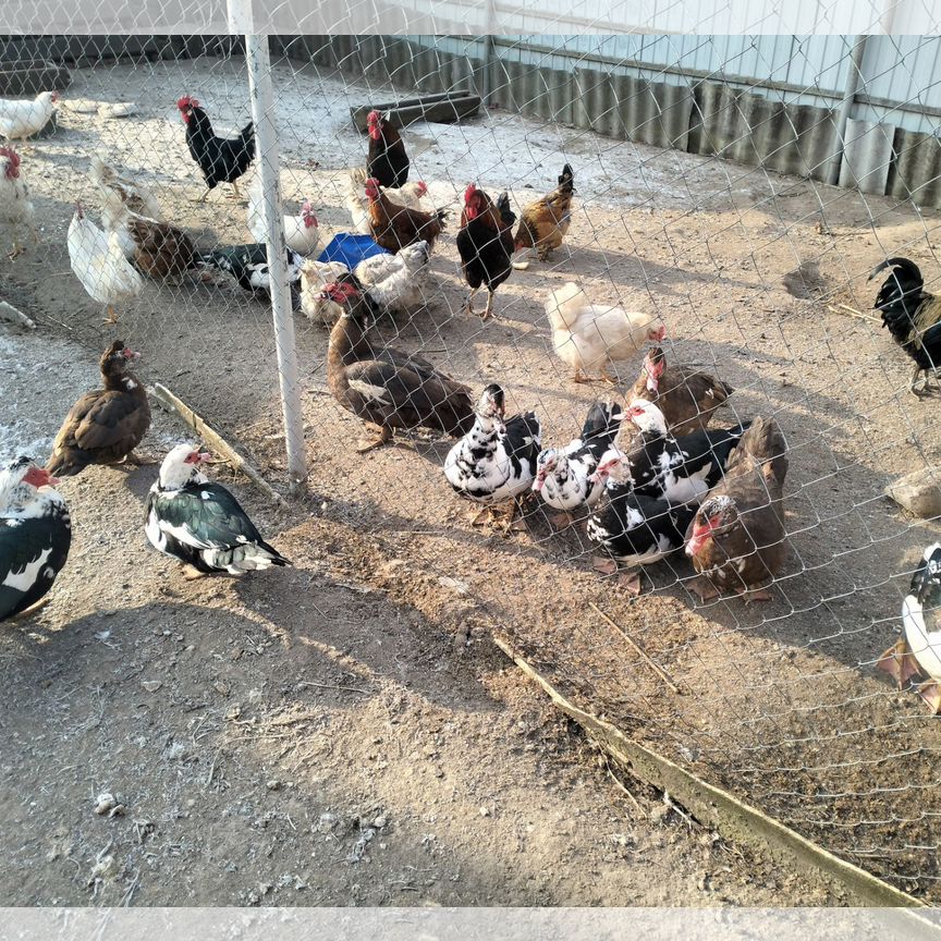 Индоутка на мясо и племя