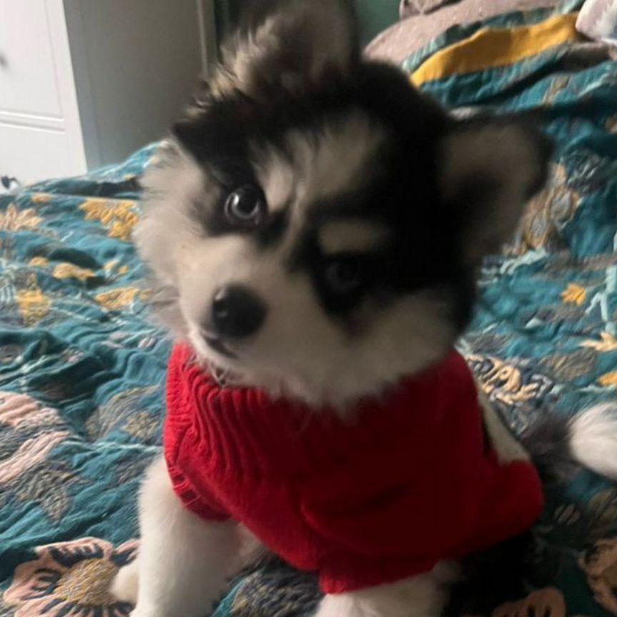 Померанский шпиц, щенок