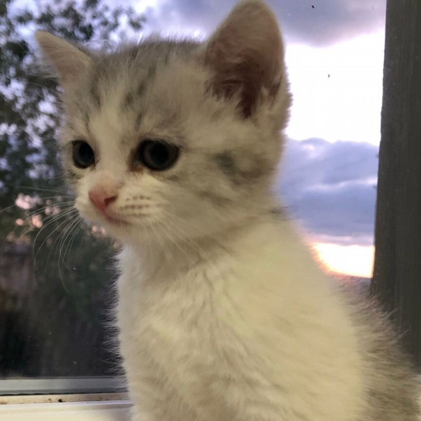Котёнок в добрые руки