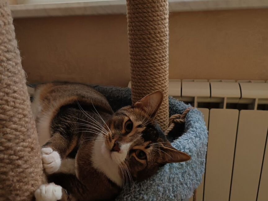 Котик в добрые руки