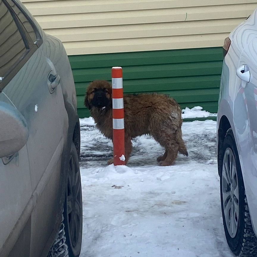 Немецкая овчарка, щенок