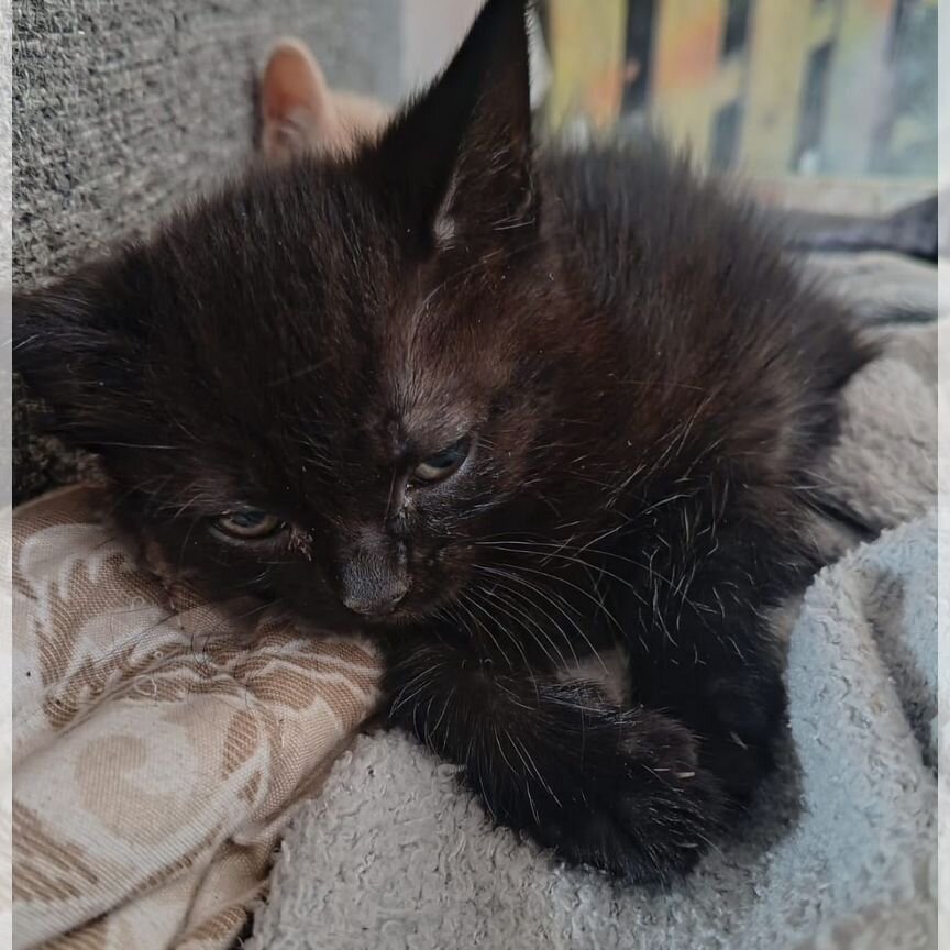 Котята в добрые руки бесплатно 1 мальчик 3 девочки
