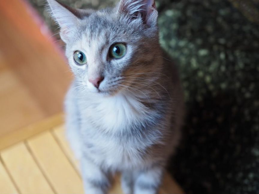 Стеша ждет добрые руки