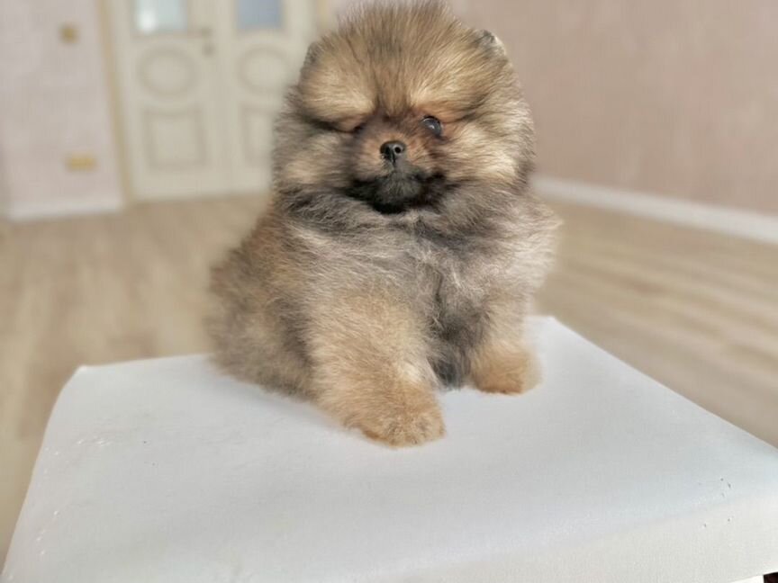 Померанский мишка mini