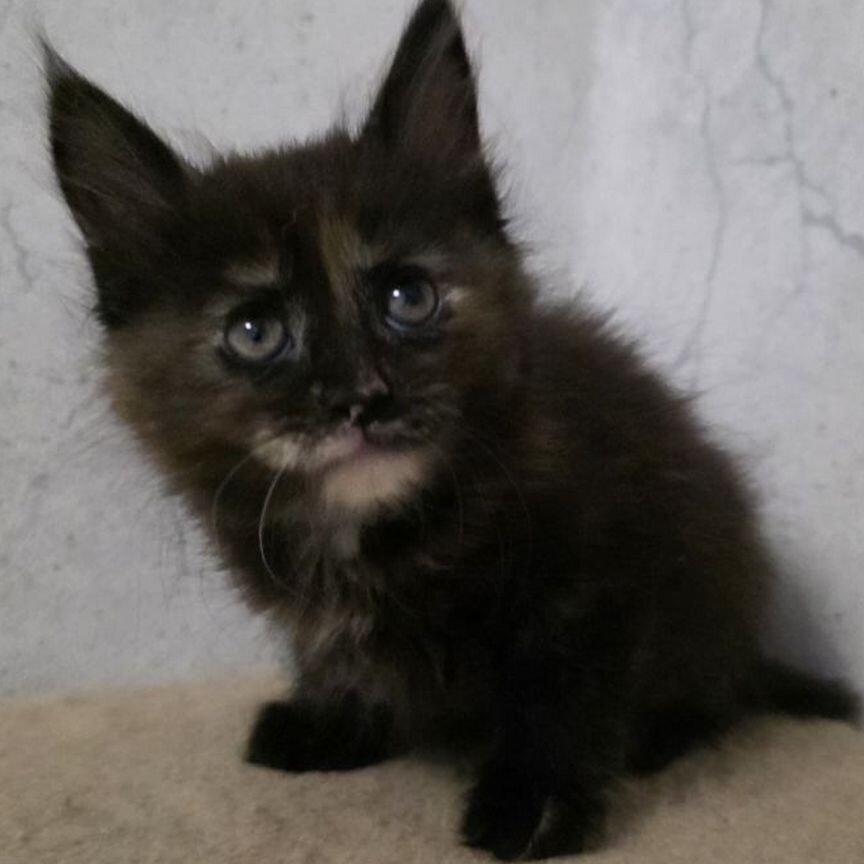 Мейн-кун котёнок