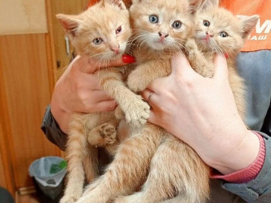 Котята в добрые руки