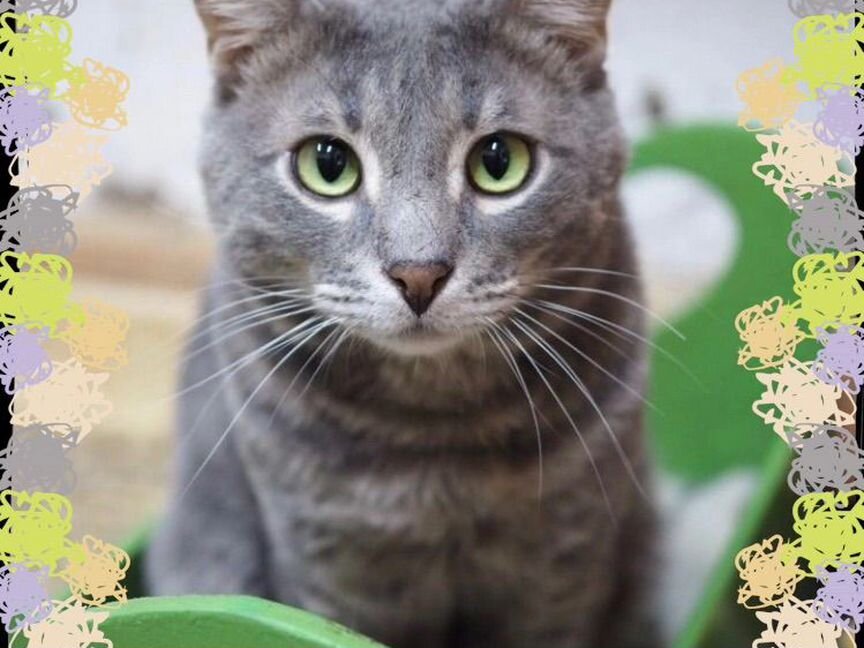 Котики бесплатно в добрые руки