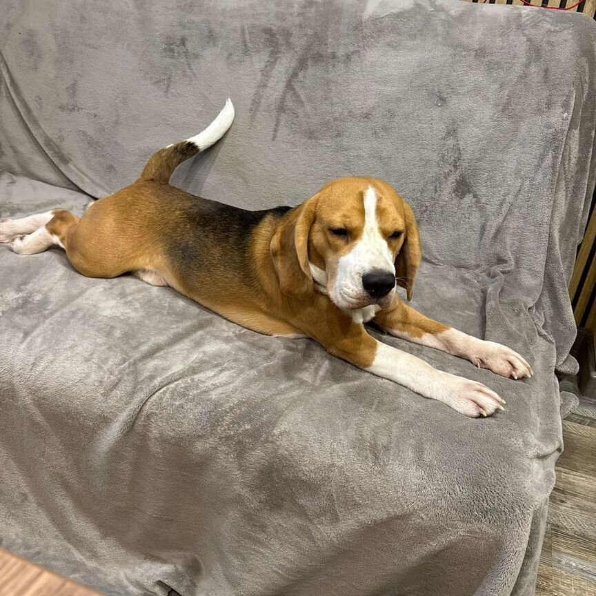 Отдам бигля