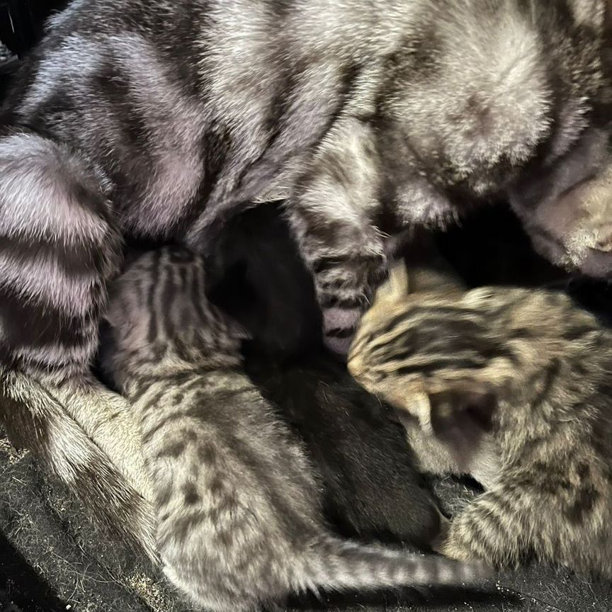 Бенгальская