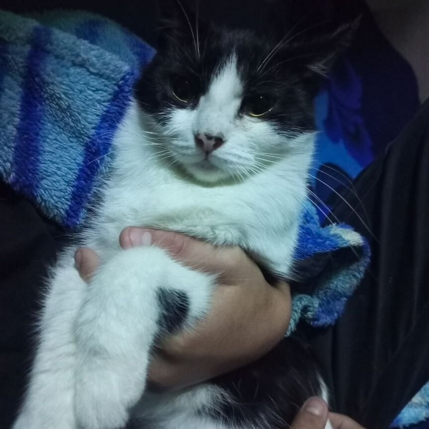 Кошки и котята