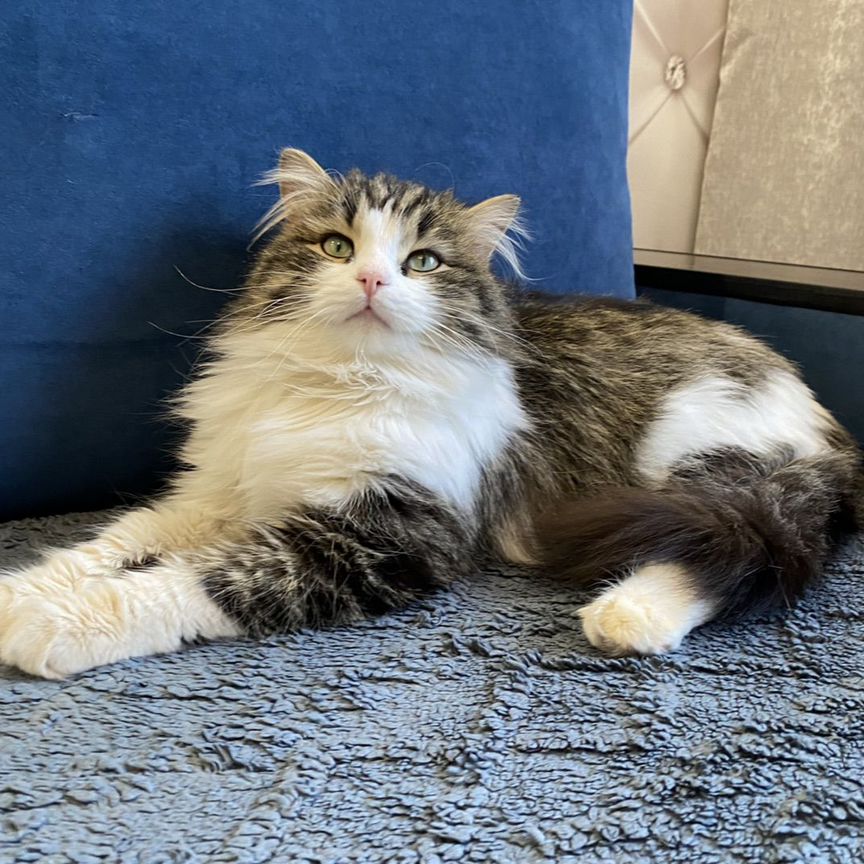 Сибирский, взрослый кот