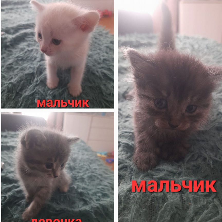2 мальчишки и девчонка ищут Дом
