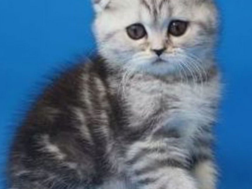 Шотландский котенок (мальчик)