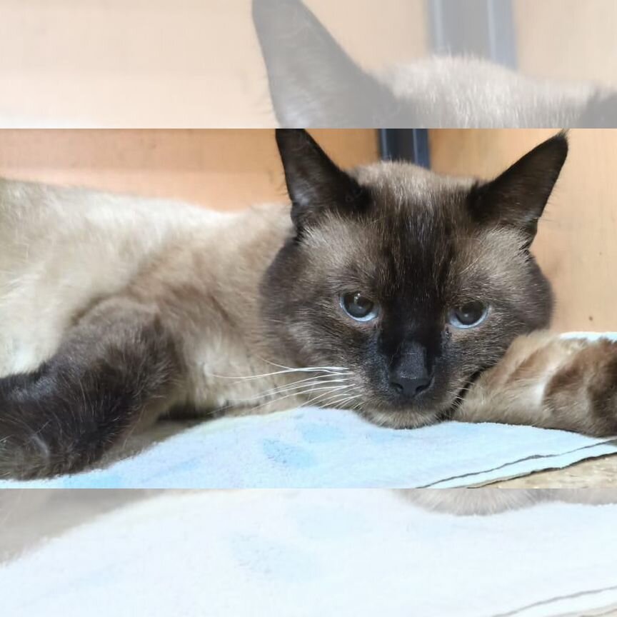 Кот в дар, кот в добрые руки, кот бесплатно