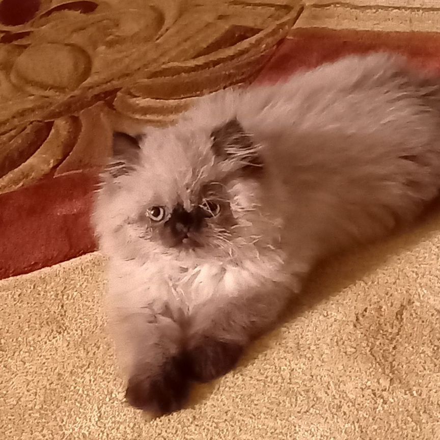 Персидская кошка