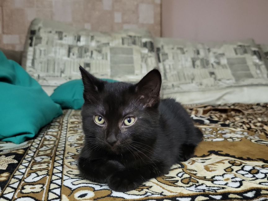 Кошка в дар