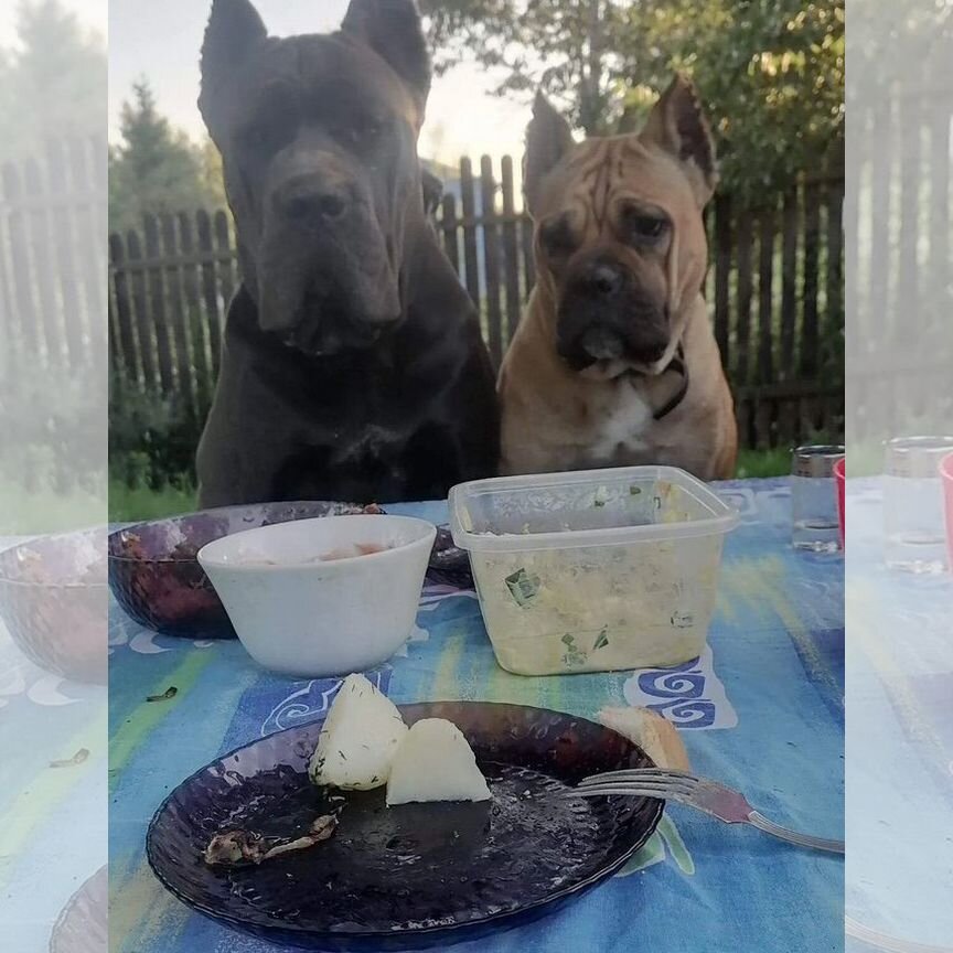 Щенки кане корсо