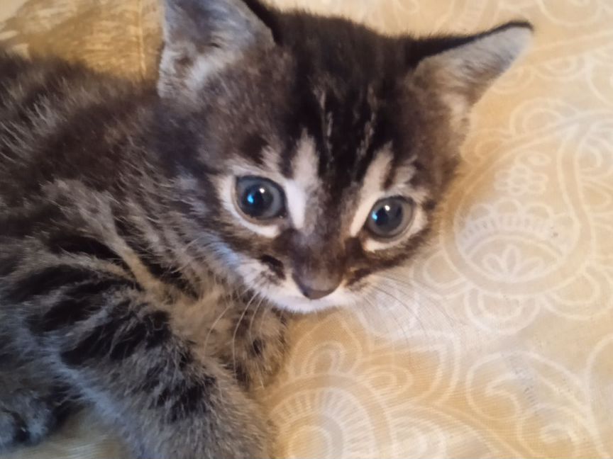 Кошечка бенгальская