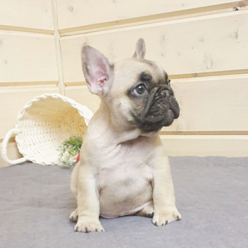 Французский бульдог, щенок