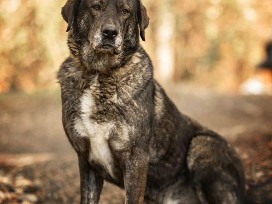 Собака няня в добрые руки