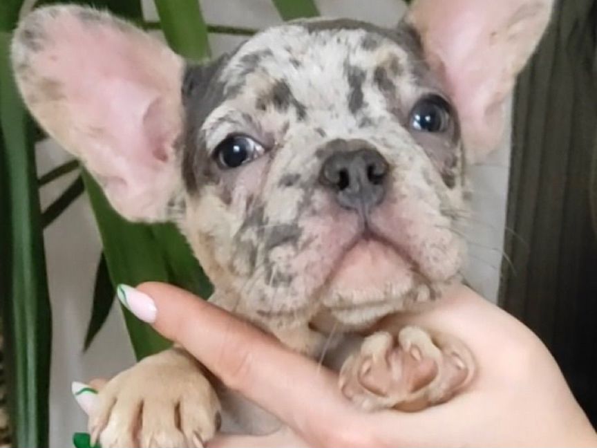 Новогоднее чудо