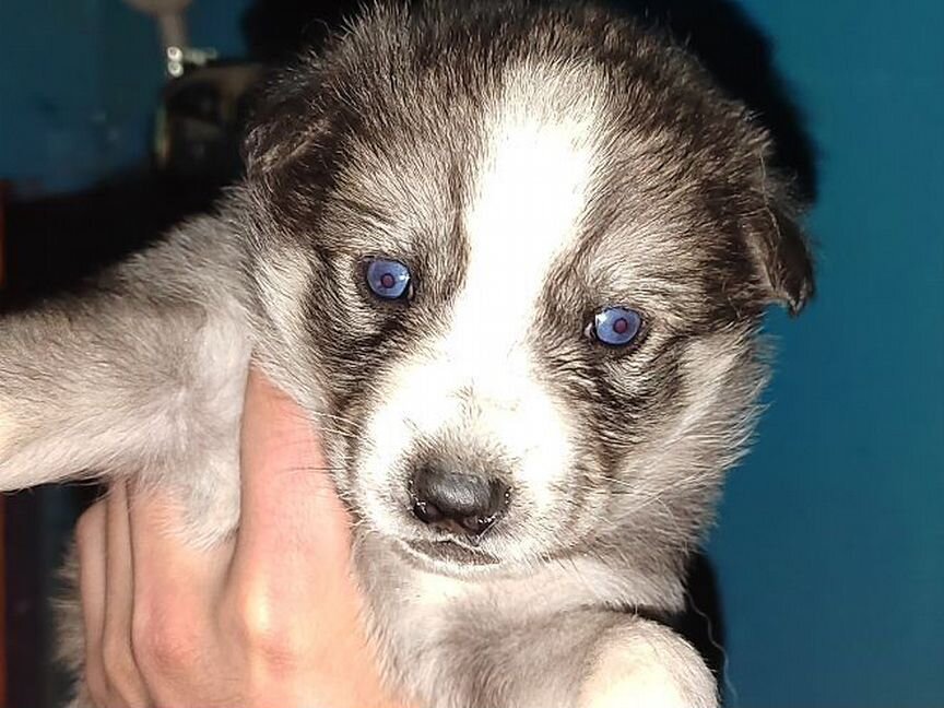 Щенки хаски