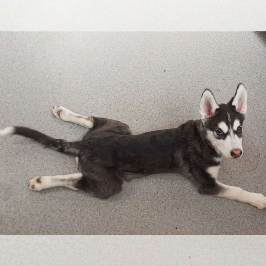 Сибирский хаски, щенок