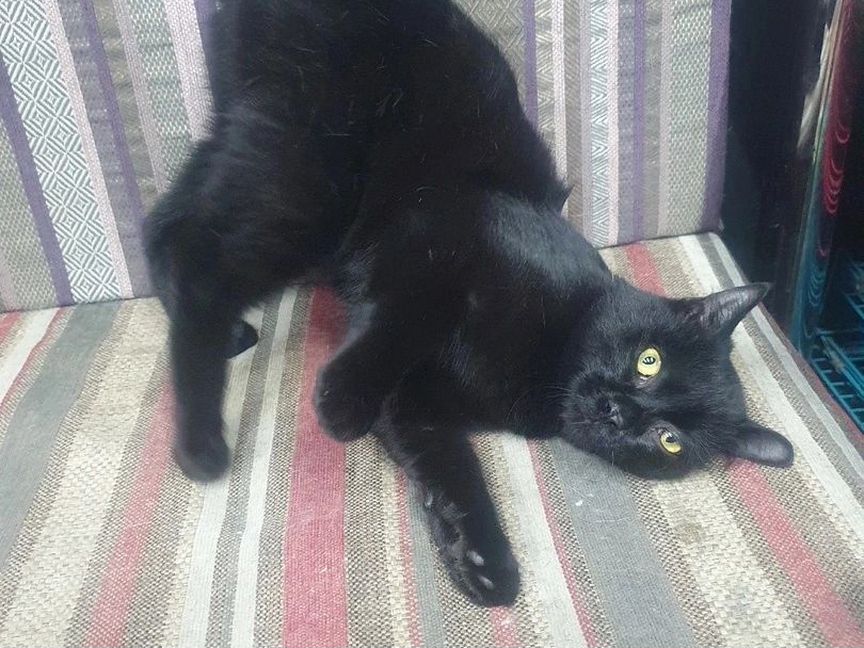 Озорной котик в добрые руки