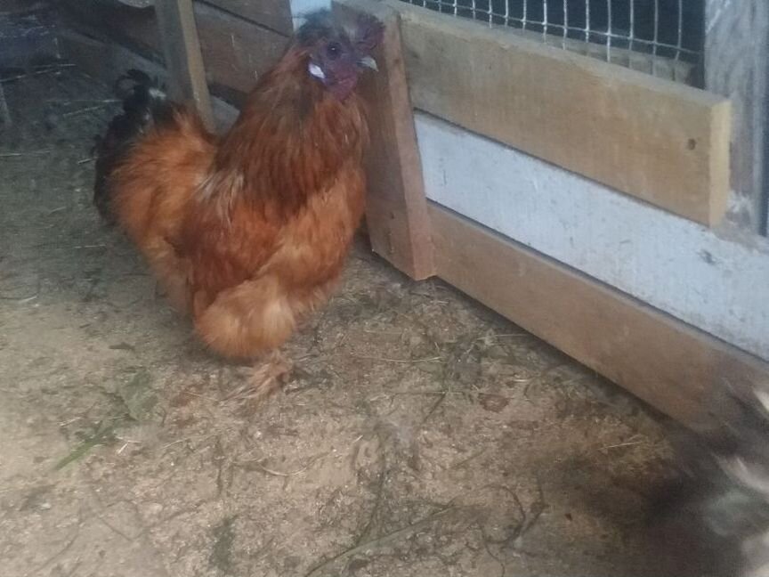 Куры петухи