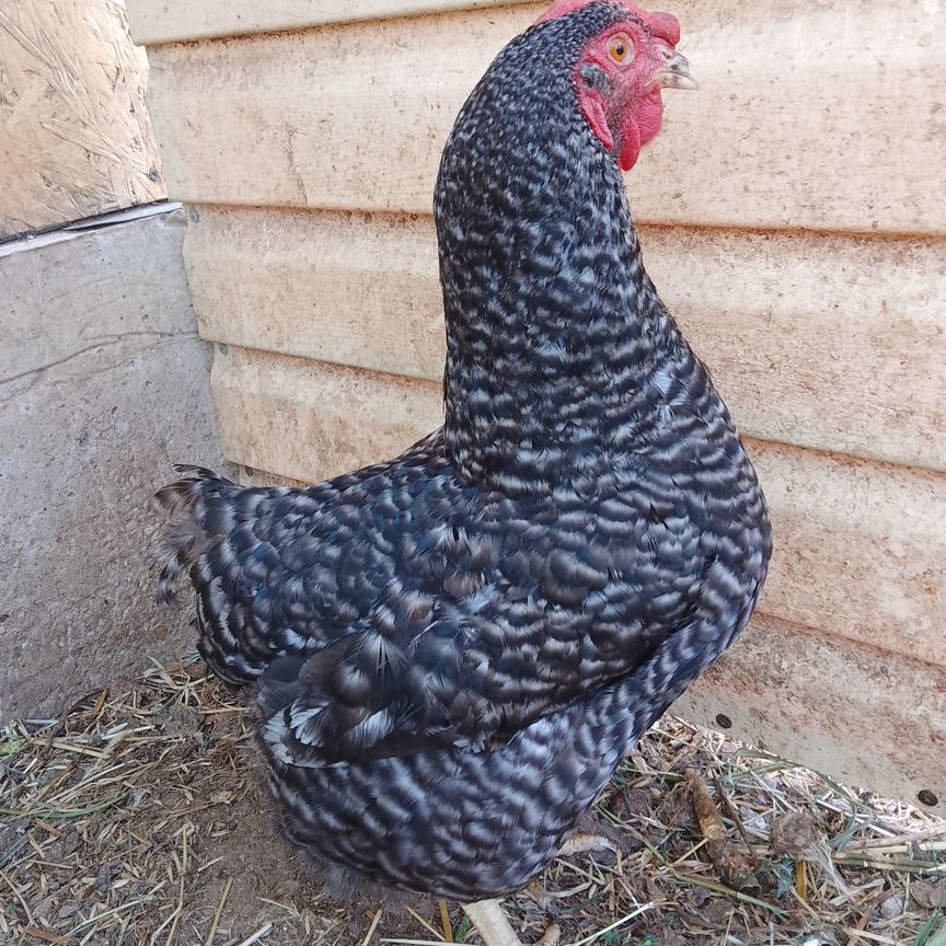 Курицы от фермера