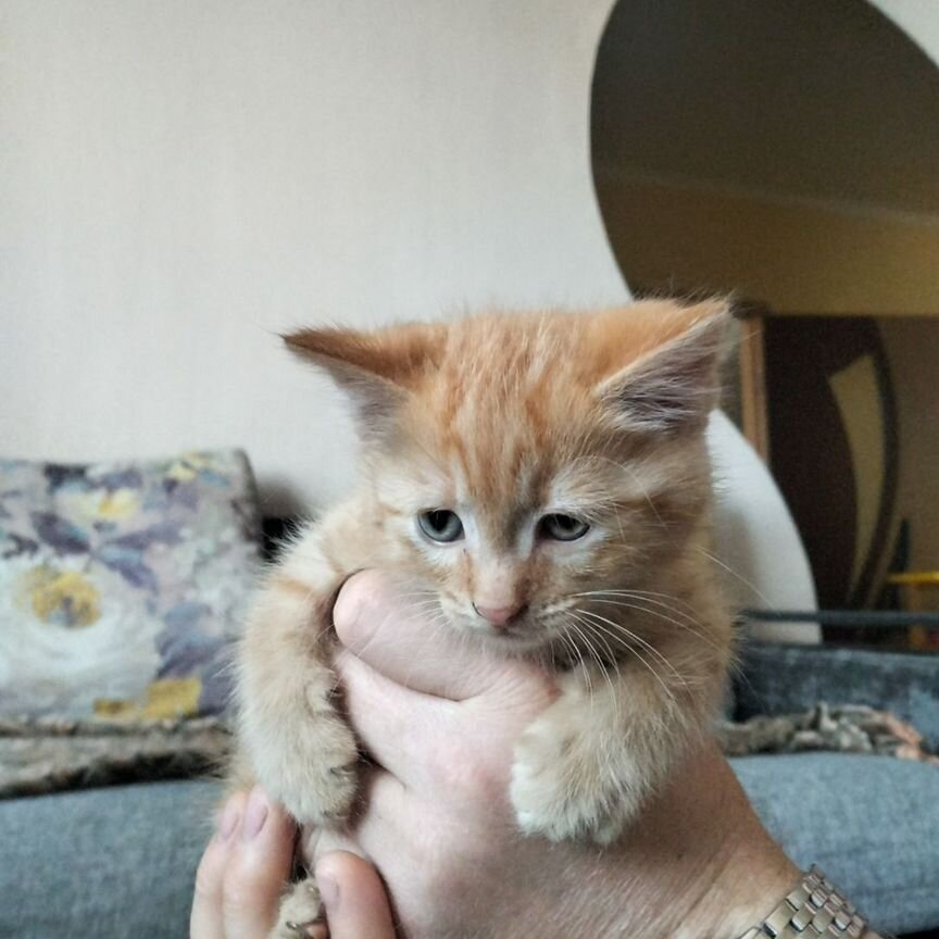 Отдам бесплатно