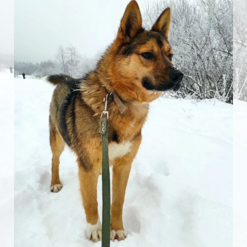 Вальд грустит в приюте