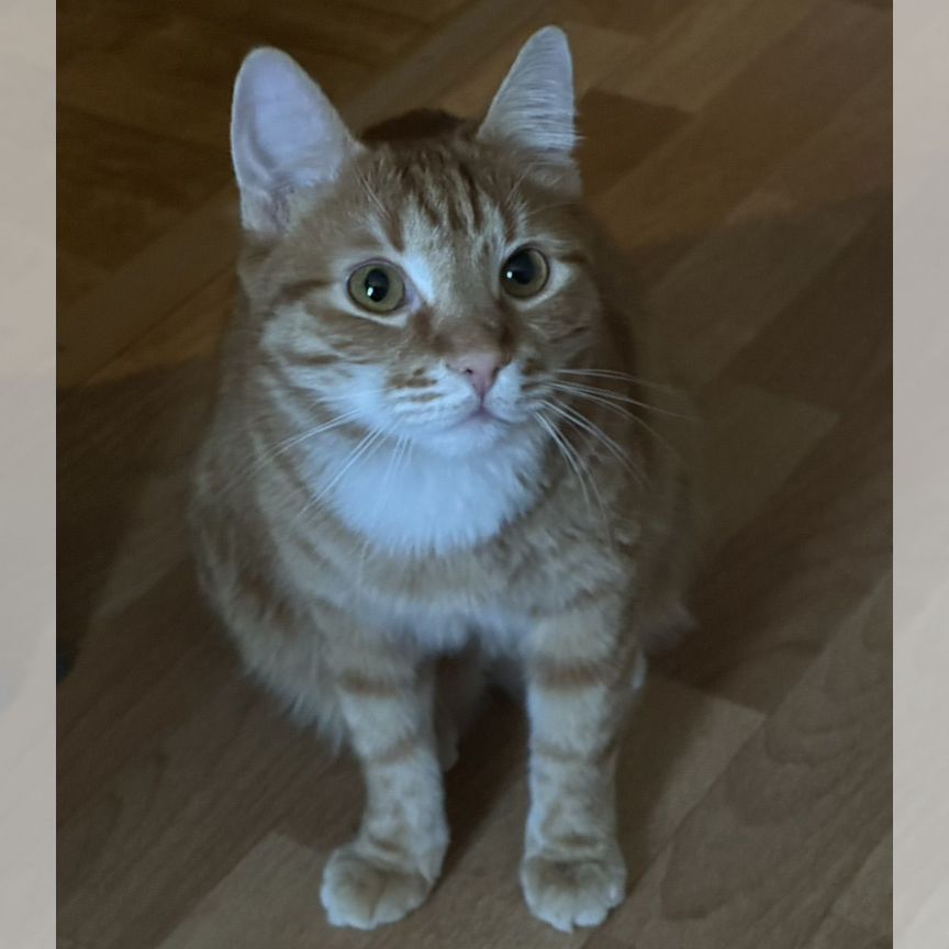 Отдам в добрые руки рыжего кота