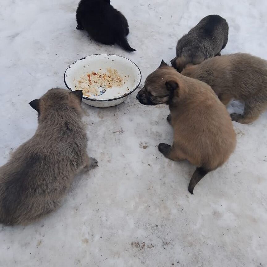 Щенки от лайки