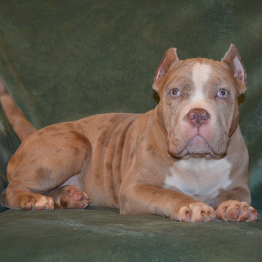 Американский булли, щенок