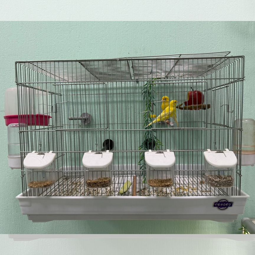 Канарейка пара лимон