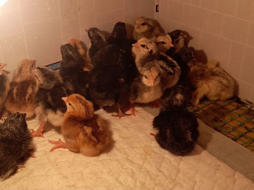 Цыплята суточные,помесь