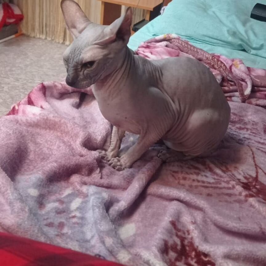 Канадский сфинкс, взрослая кошка