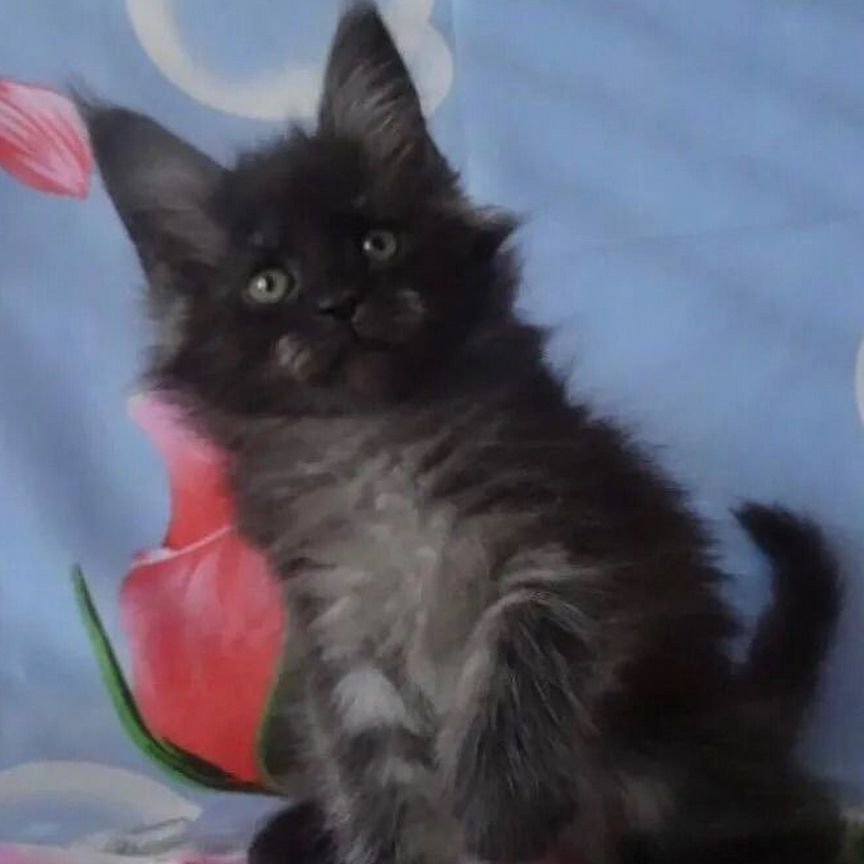 Котята