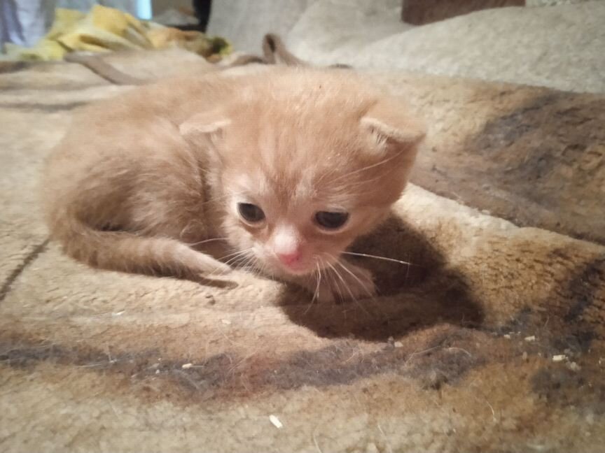 Рыжий котенок мальчик