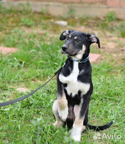 Щенок в добрые руки бесплатно мальчик