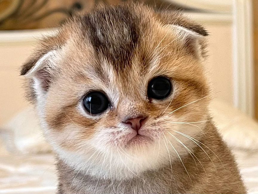 Вислоухая Кошечка Золотая шиншилла 1 мес